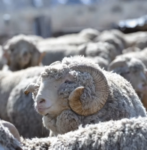 Sheepdog Finals | United States Border Collie Association