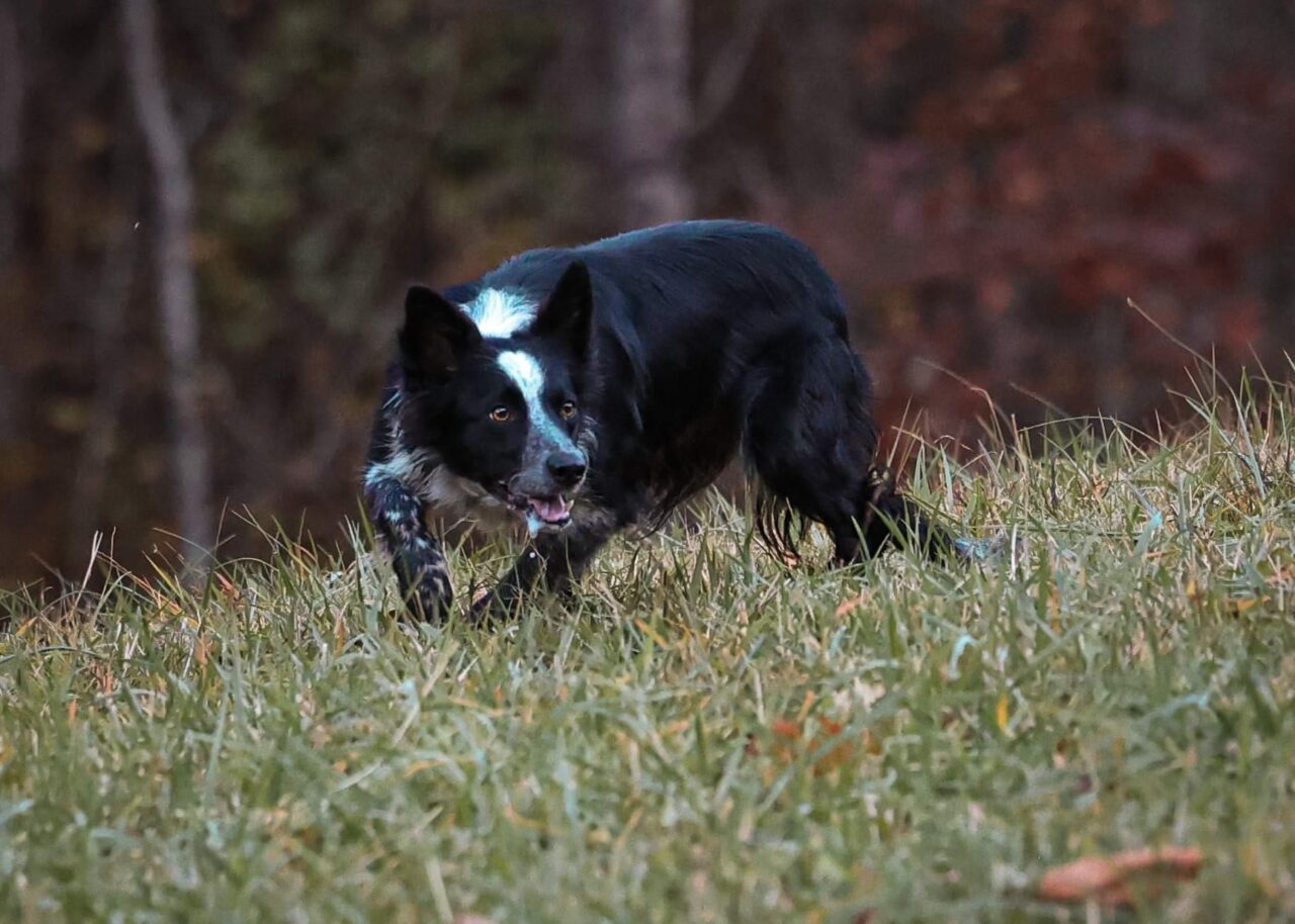 Cattledog Finals | United States Border Collie Association